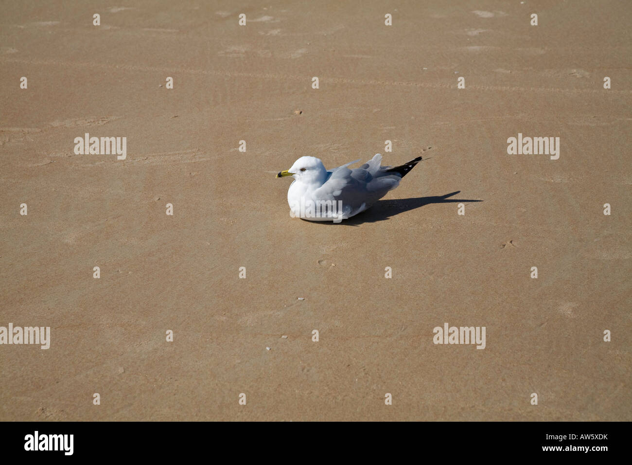 Seagull in Daytona Beach In Florida USA Stock Photo - Alamy