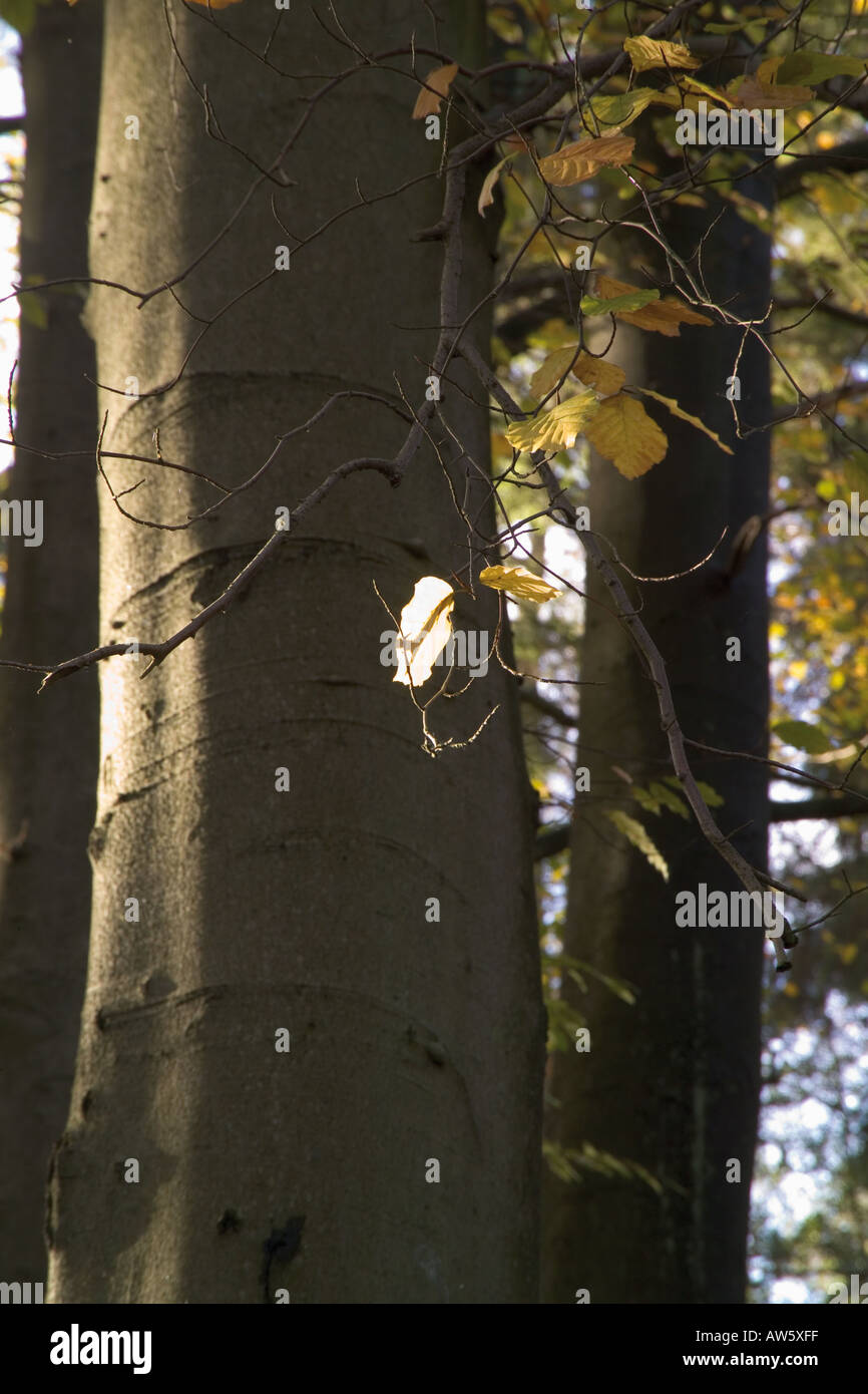 england midlands worcestershire the lickey hills country park south ...