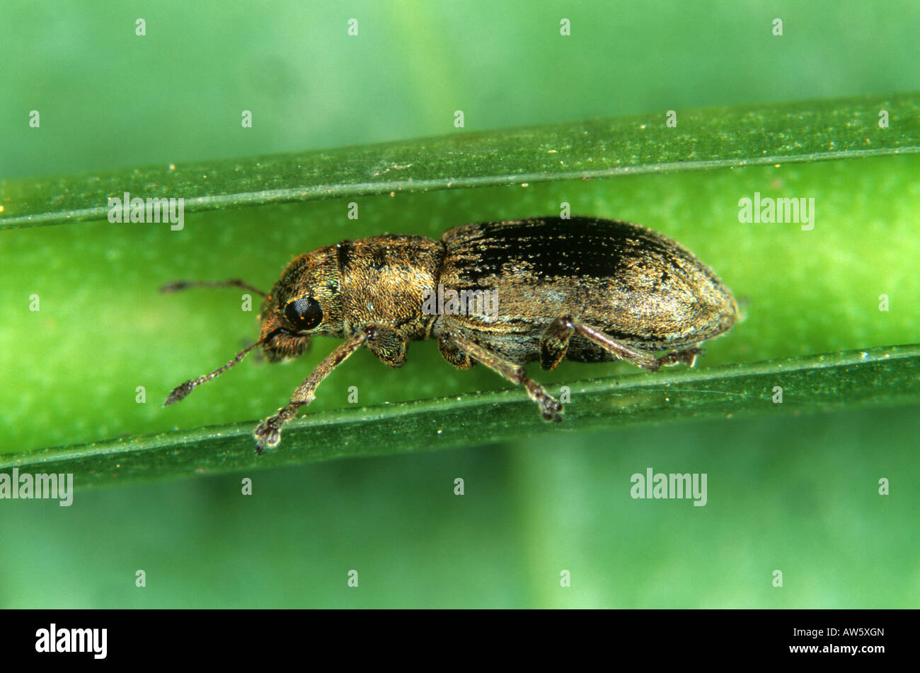 Common leaf weevil Phyllobius pyri adult weevil on a leaf Stock Photo ...