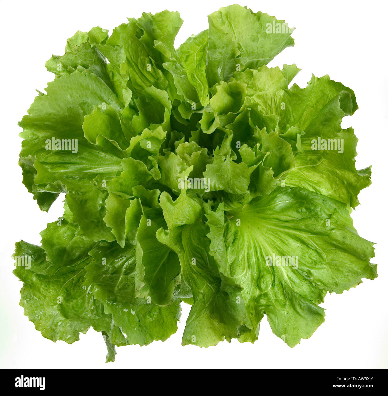 Escarole Endive
