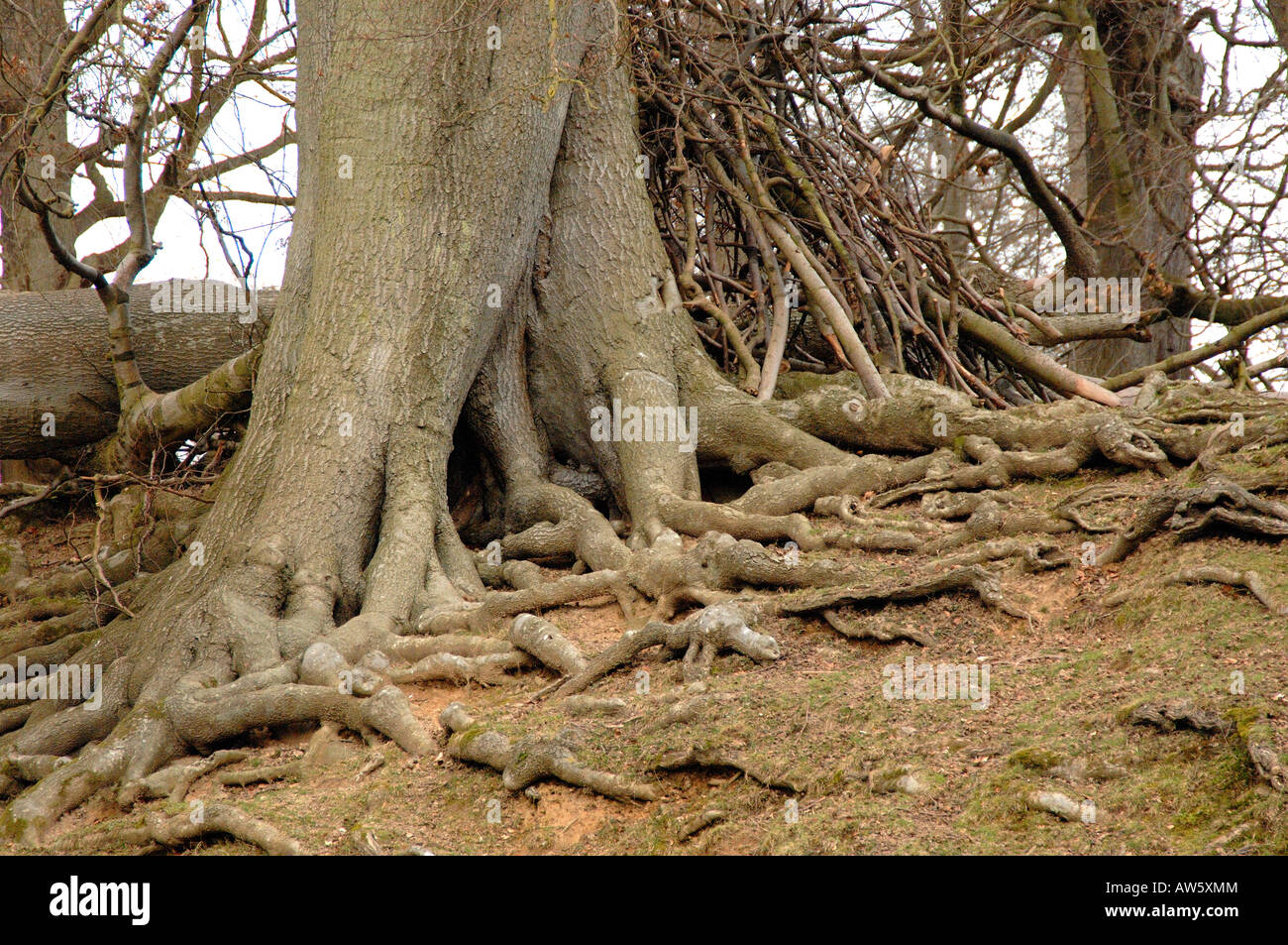 Knole garden hi-res stock photography and images - Alamy