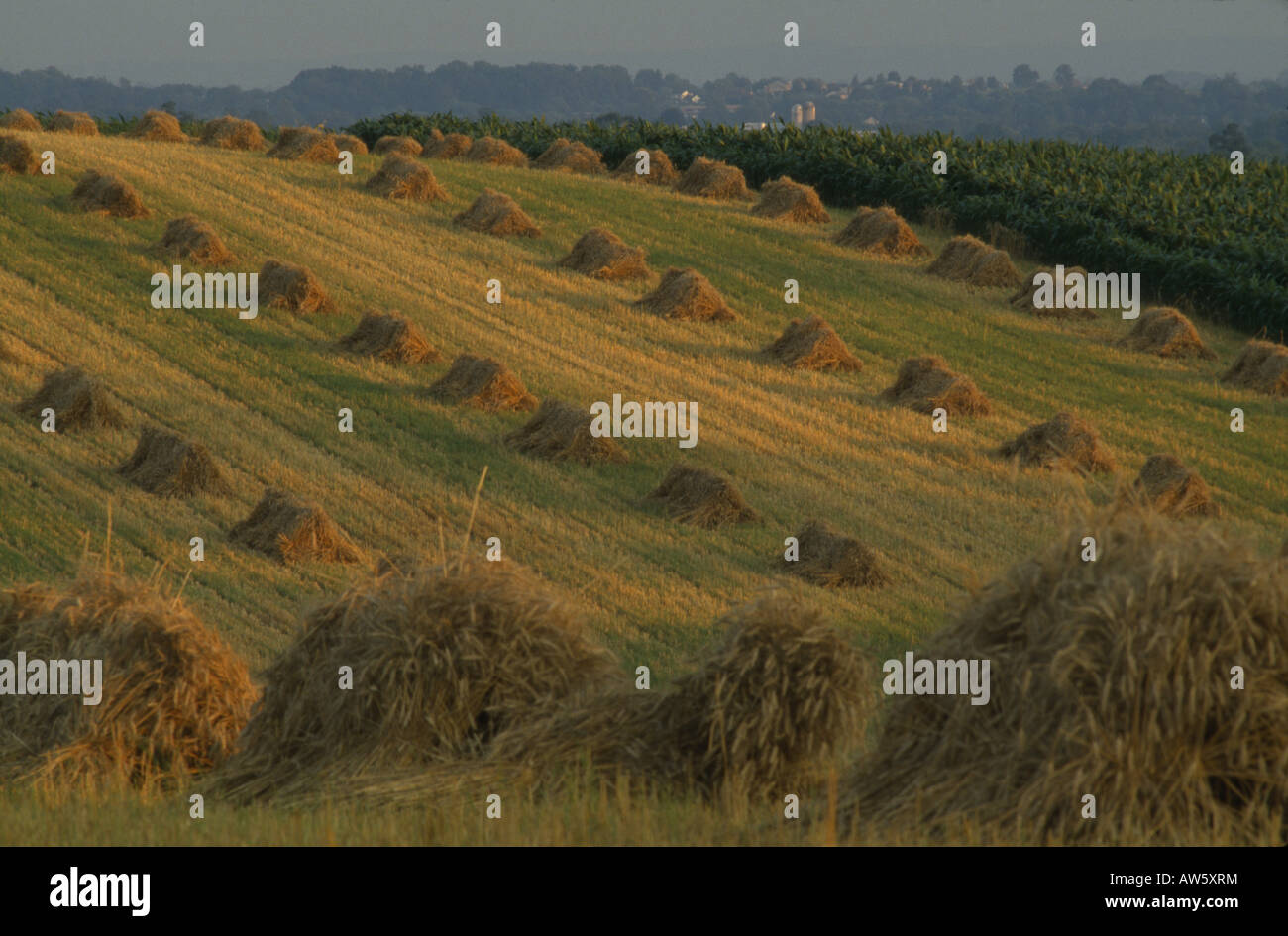 SHOCKS OF WHEAT ON AMISH FARM / LANCASTER COUNTY, PENNSYLVANIA Stock ...