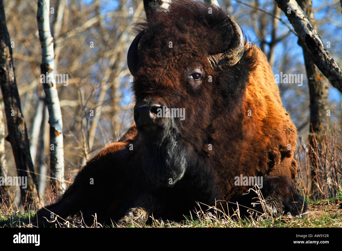 A buffalo resting Stock Photo - Alamy