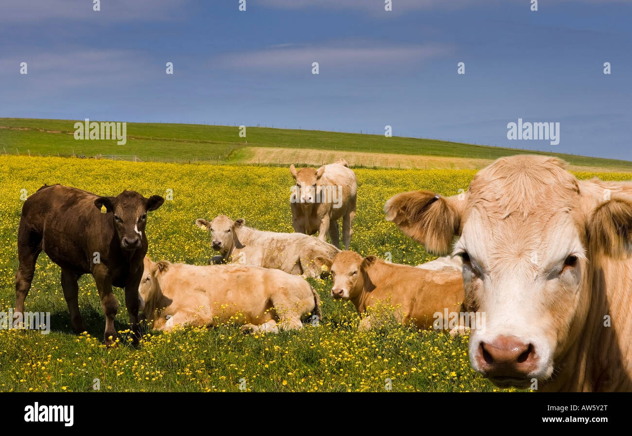 cows in field Stock Photo - Alamy