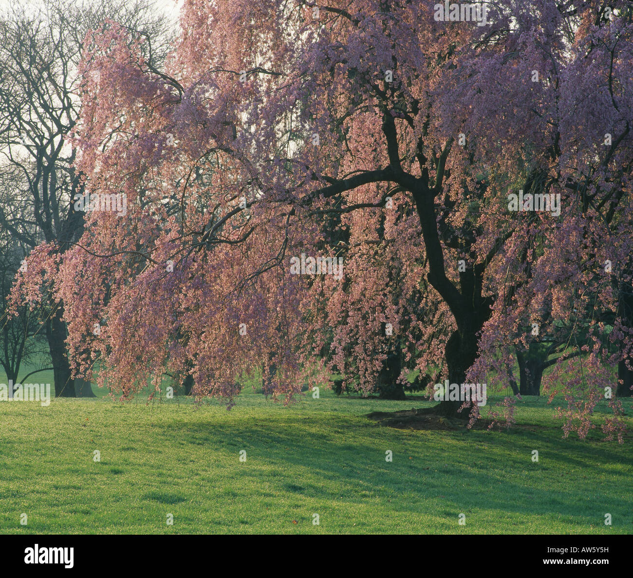 HIGAN CHERRY (PRUNUS SUBHIRTELLA) IN SPRING BLOOM / PENNSYLVANIA Stock ...