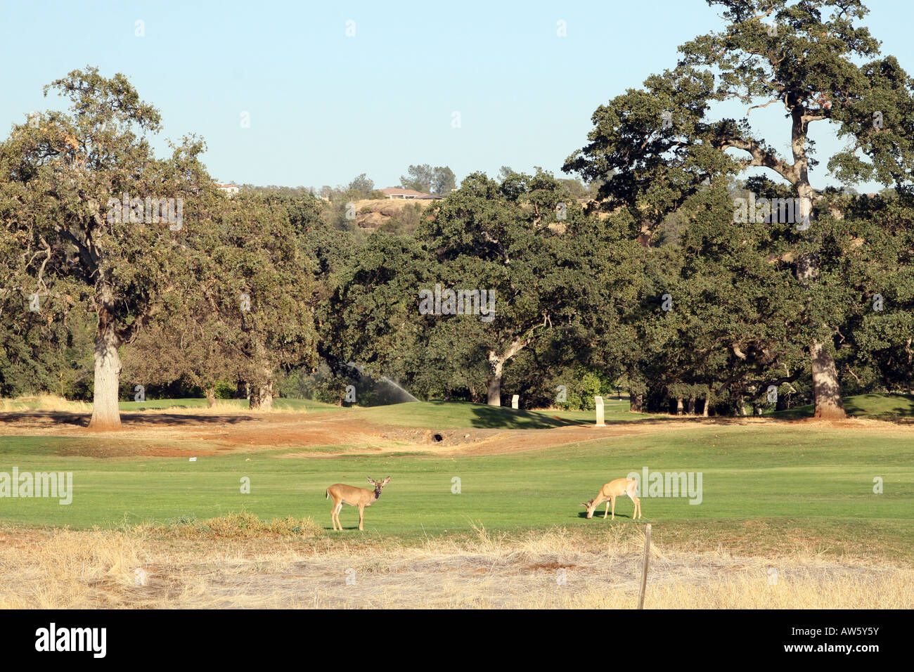 Chico golf hi-res stock photography and images - Alamy