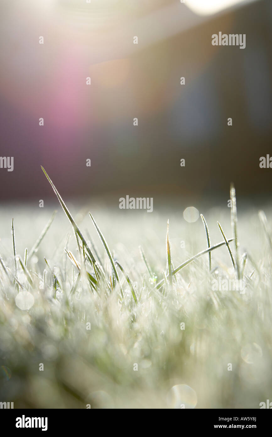 Icy blades of grass hi-res stock photography and images - Alamy