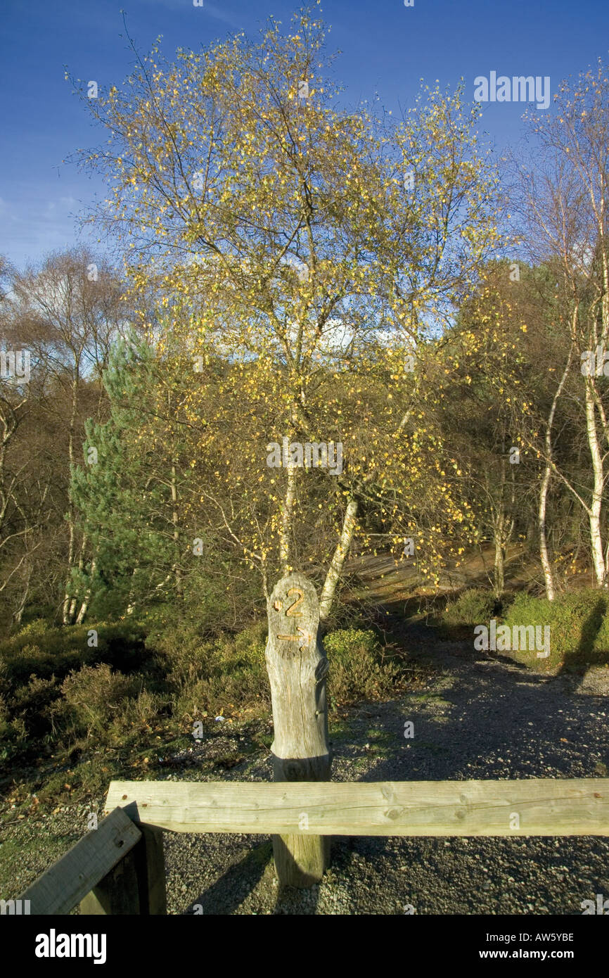 england midlands worcestershire the lickey hills country park south ...