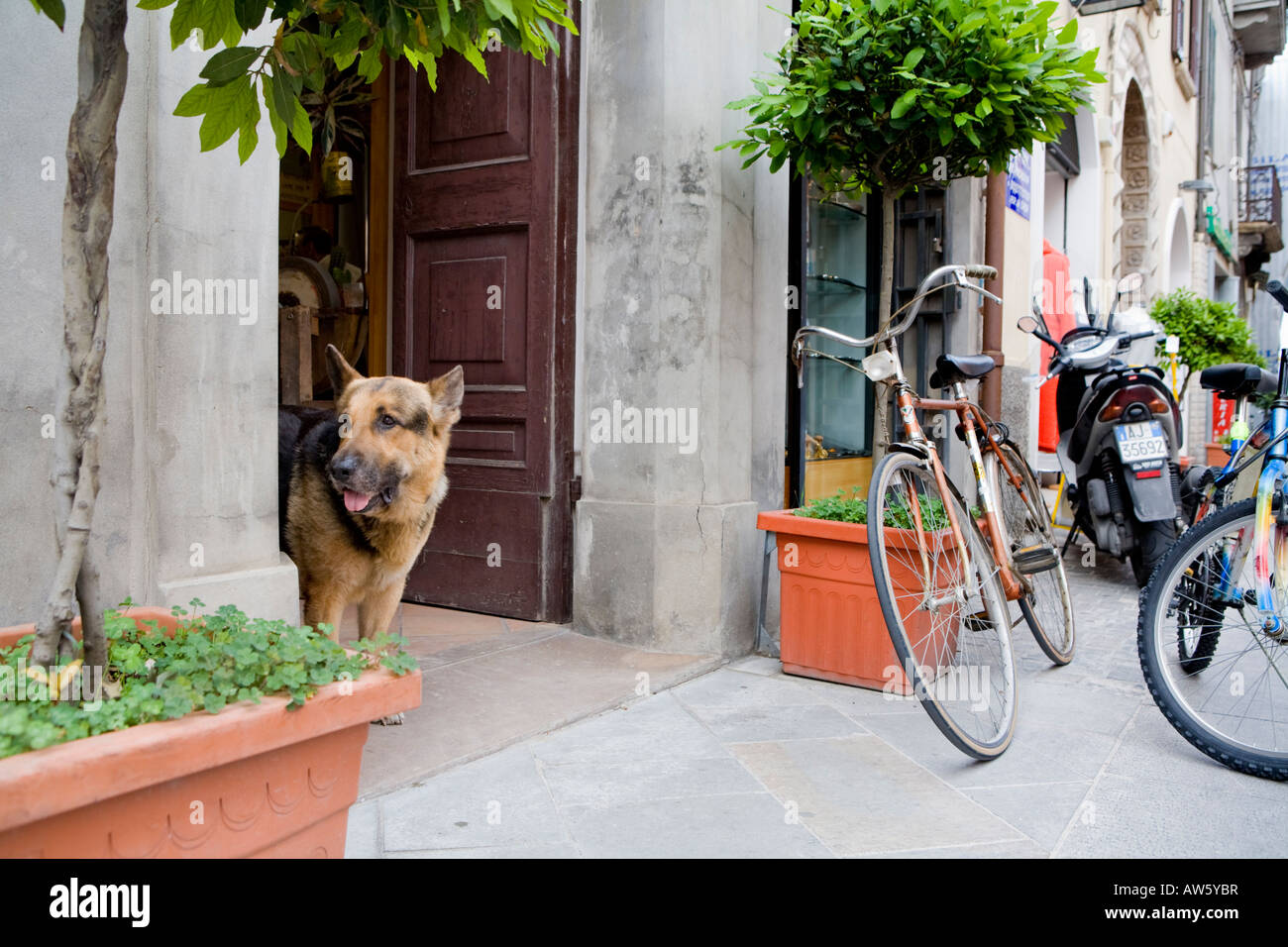 German shepherd in house entrance Rimini Emilia Romagna Italy Stock ...