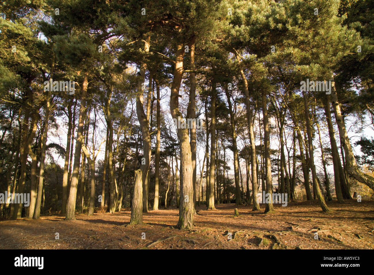 england midlands worcestershire the lickey hills country park south ...