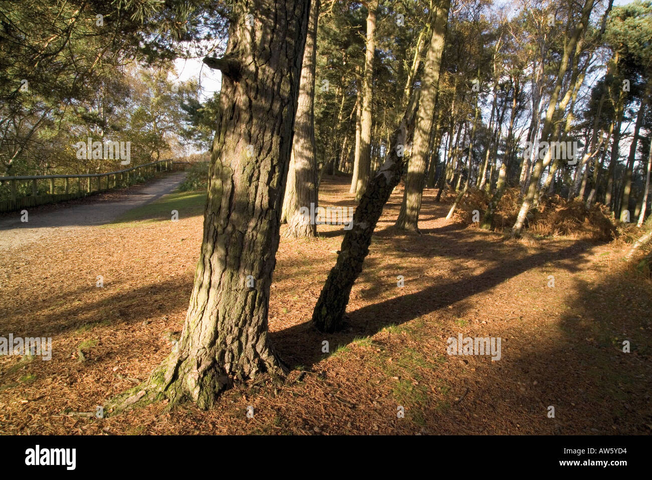 england midlands worcestershire the lickey hills country park south ...