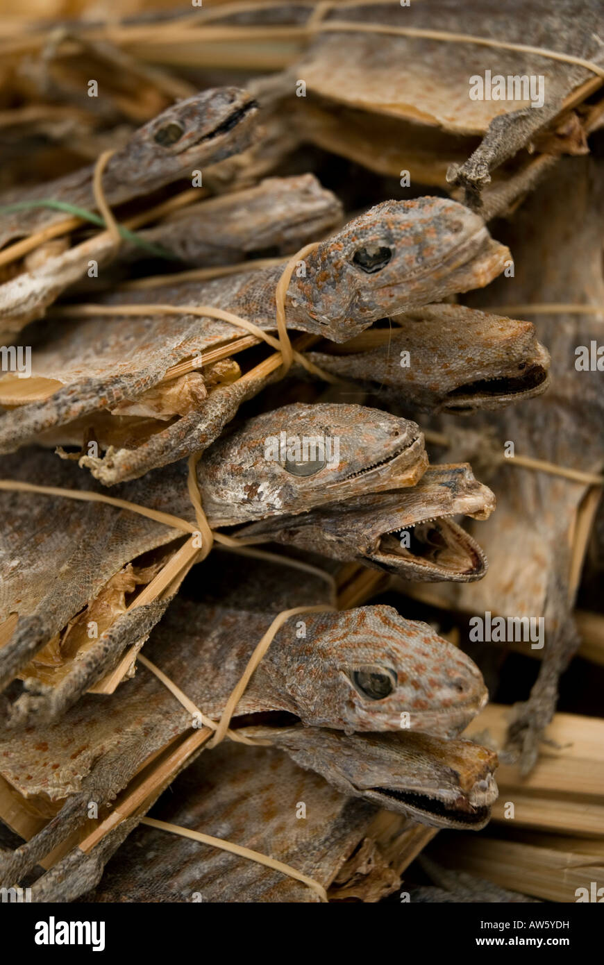 dried lizards in traditional pharmacy in singapore asia Stock Photo - Alamy