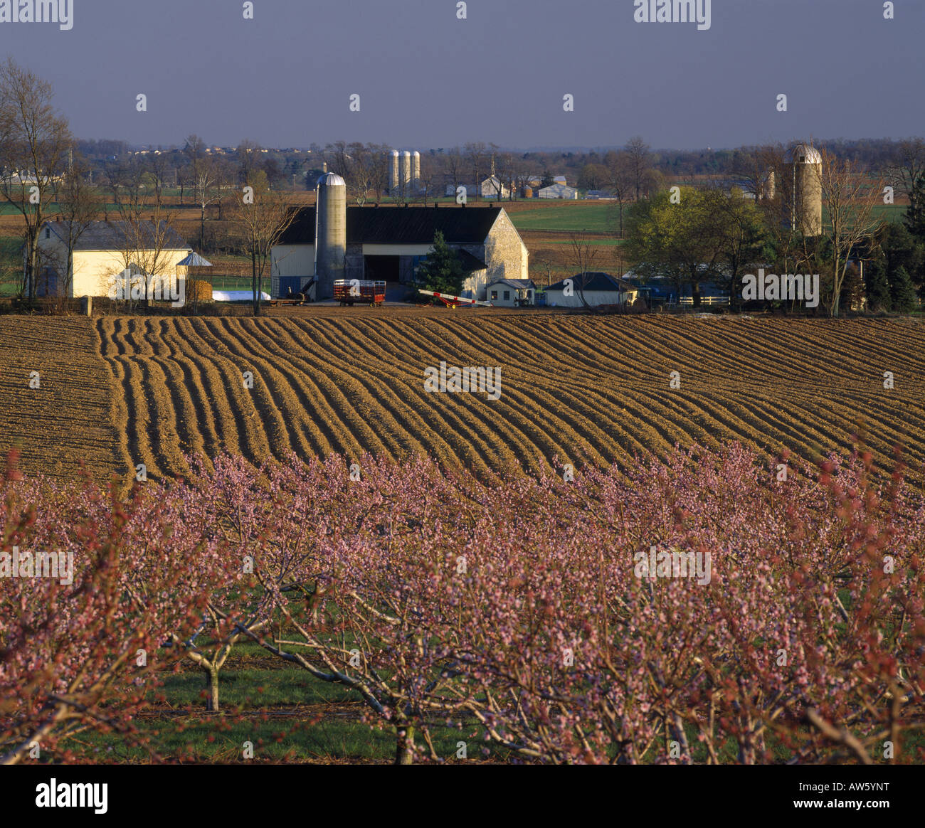 DAIRY FARM WITH PEACH ORCHARD IN FOREGROUND / LANCASTER COUNTY ...