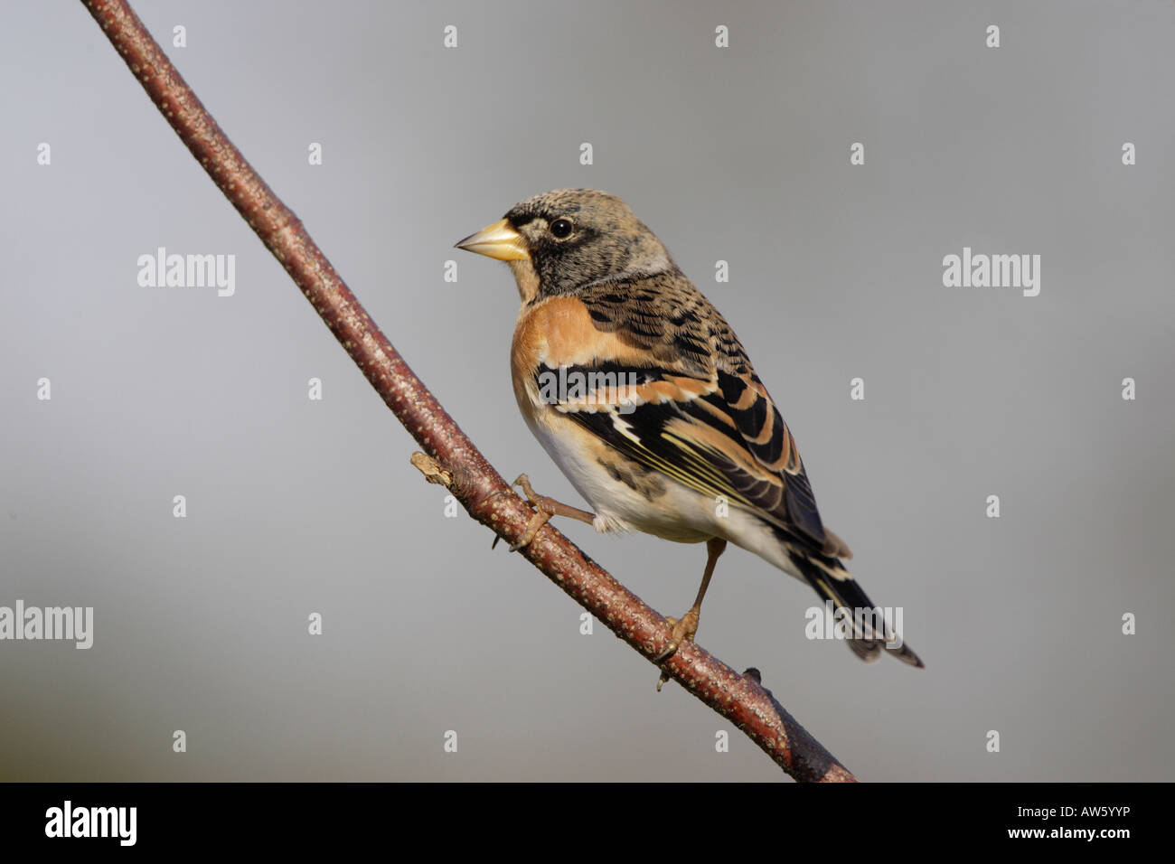 Male brambling winter hi-res stock photography and images - Alamy