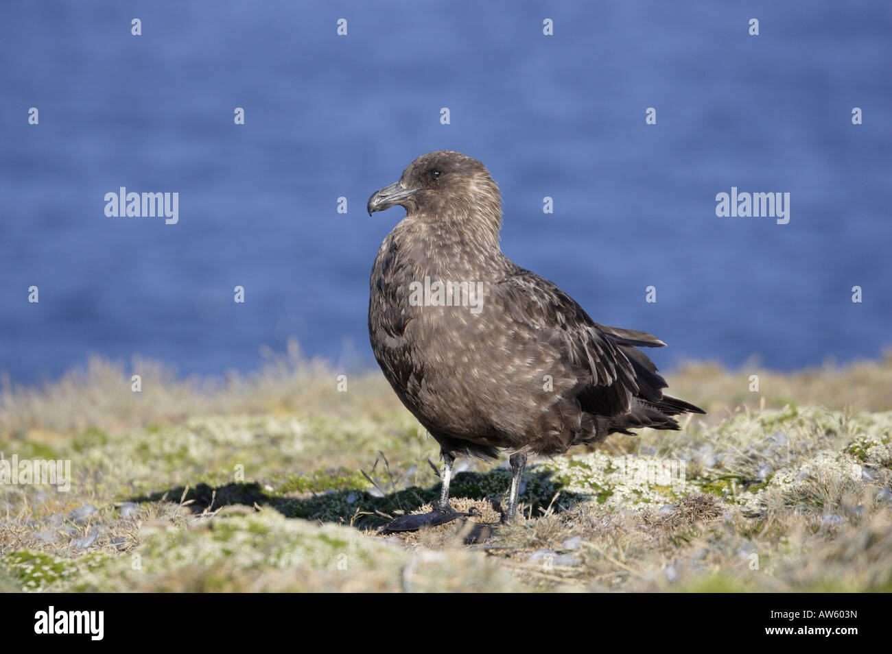 Adult brown skua hi-res stock photography and images - Alamy