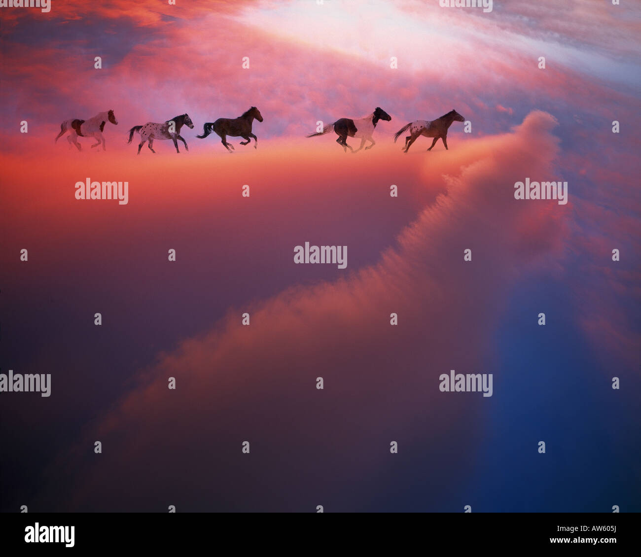 Dream horses hi-res stock photography and images - Alamy