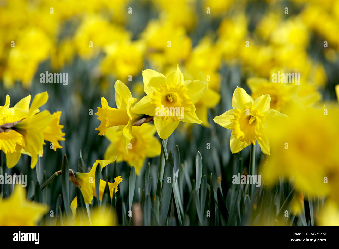 Field of daffodils Stock Photo - Alamy