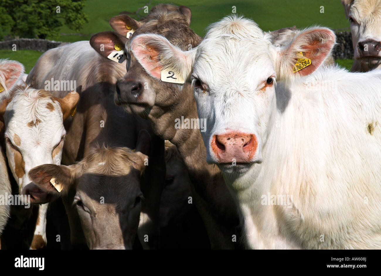 Herd of cows, Derbyshire, England Stock Photo - Alamy