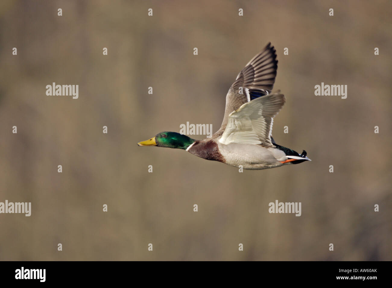Male Mallard in Flight Stock Photo - Alamy