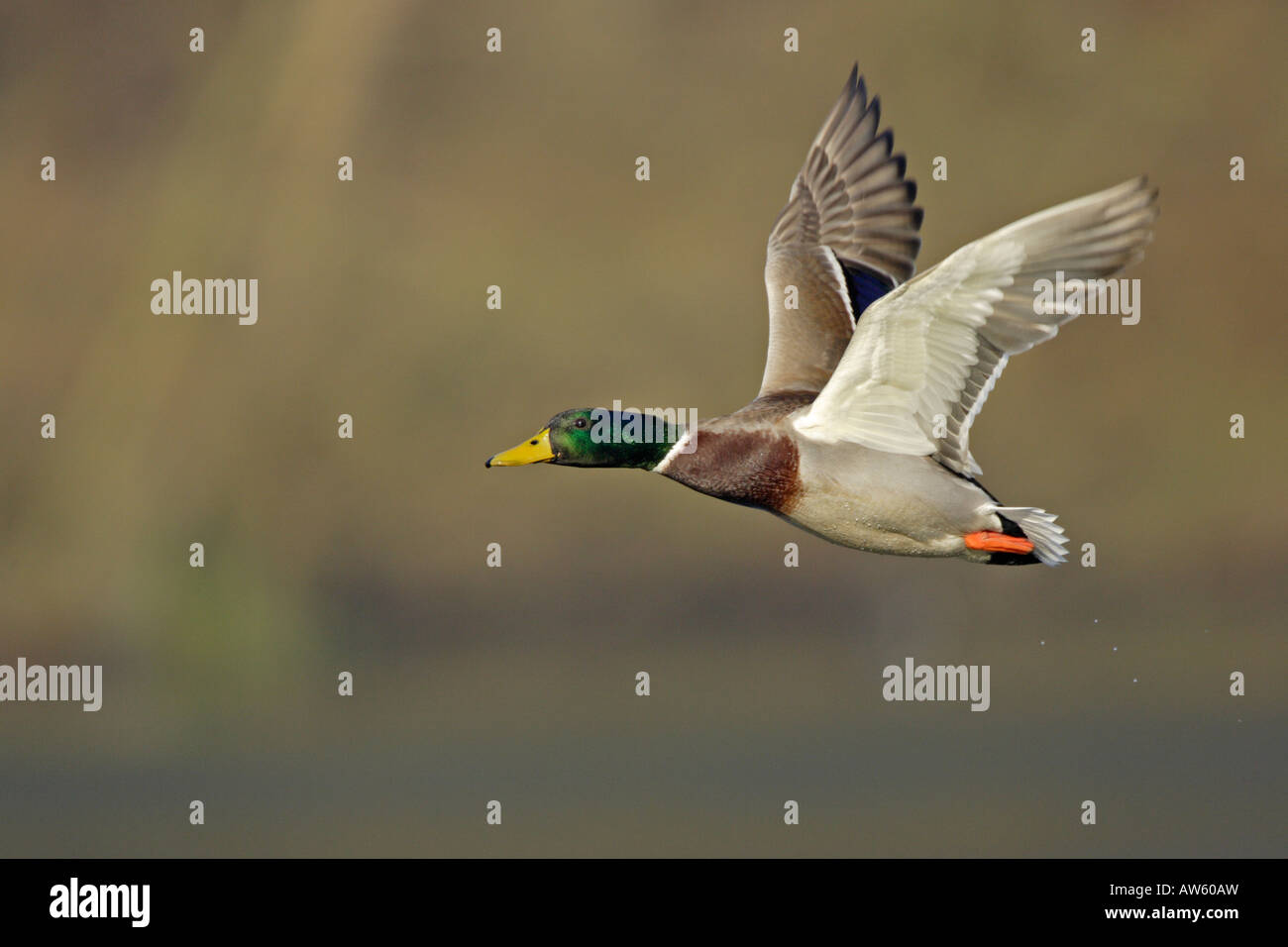 Male Mallard in Flight Stock Photo - Alamy