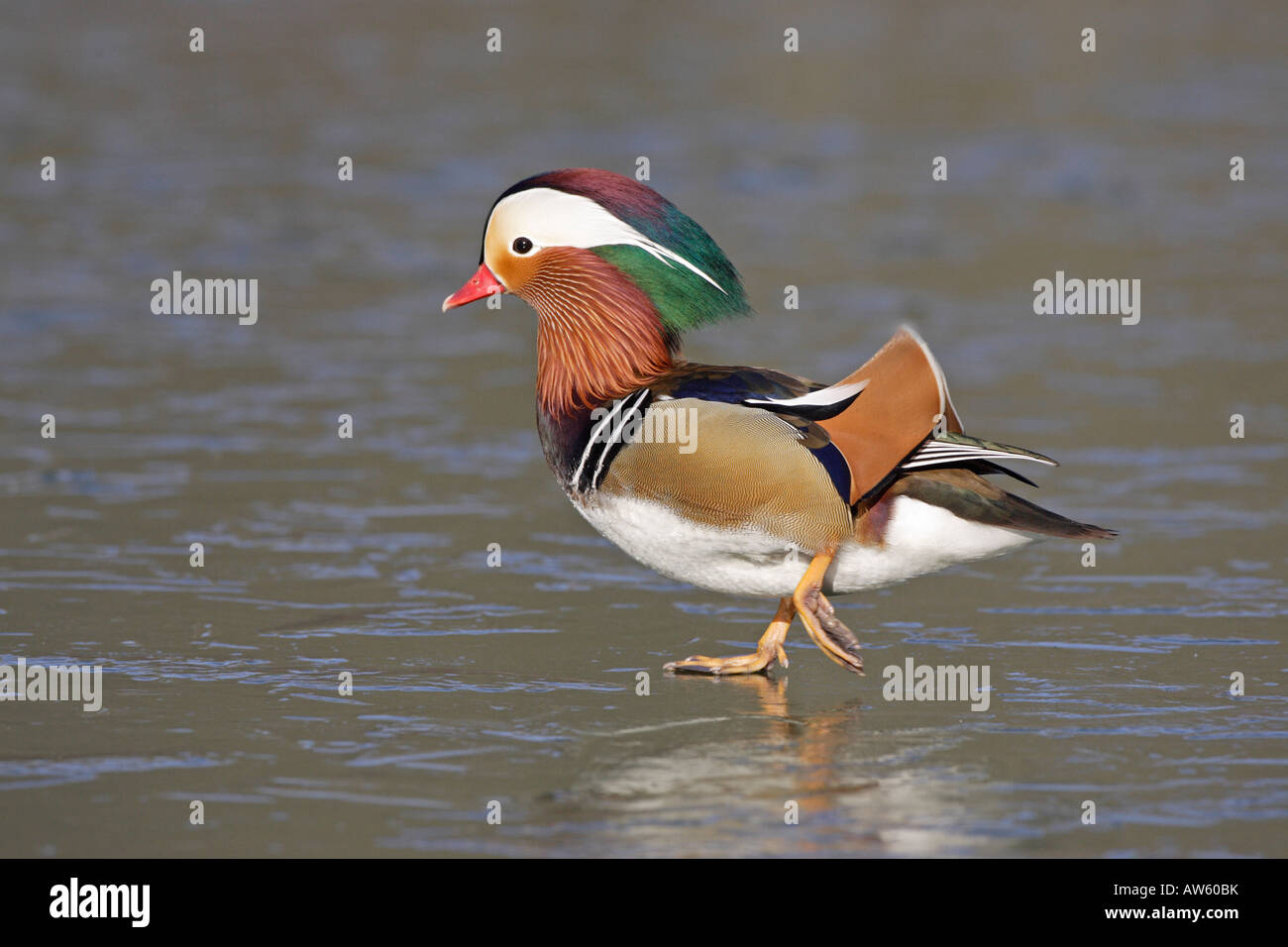 Mandarin Drake High Resolution Stock Photography and Images - Alamy