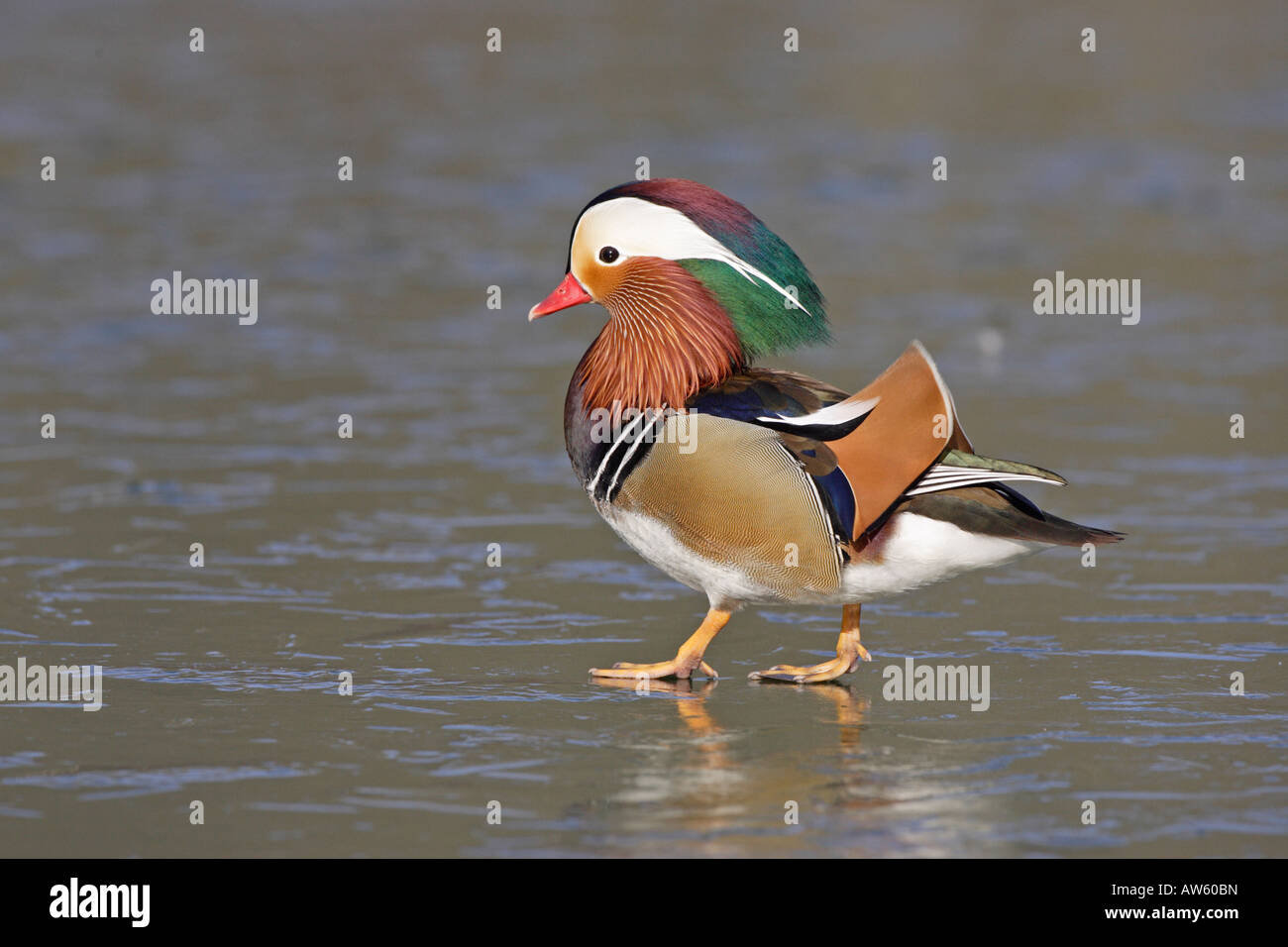 Drake Mandarin on Ice Stock Photo - Alamy