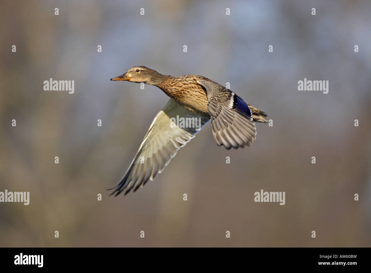 Female Mallard in Flight Stock Photo - Alamy