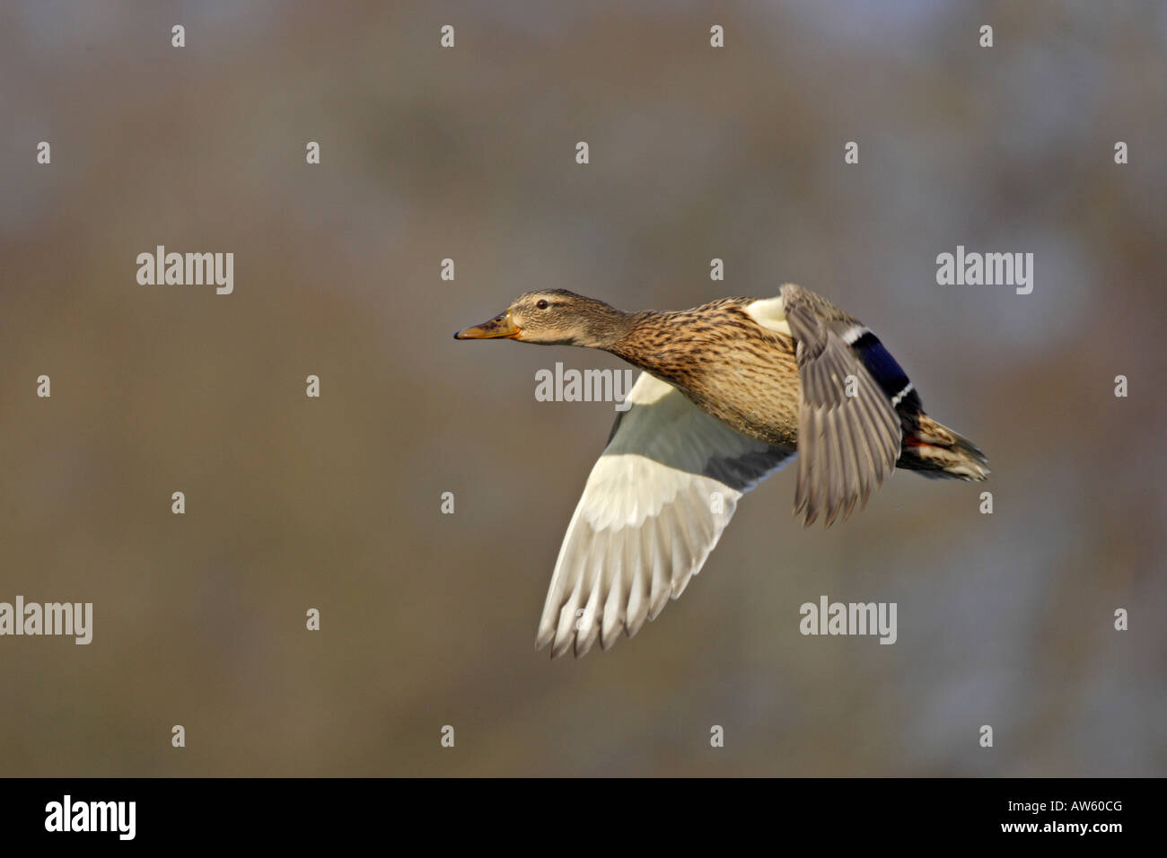 Female duck in flight hi-res stock photography and images - Alamy