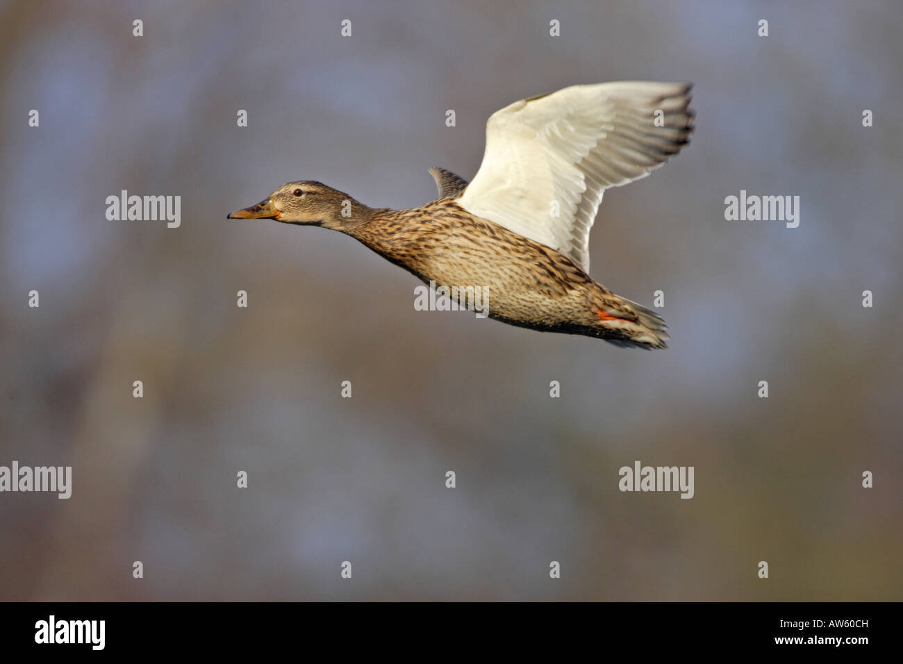 Female Mallard in Flight Stock Photo - Alamy