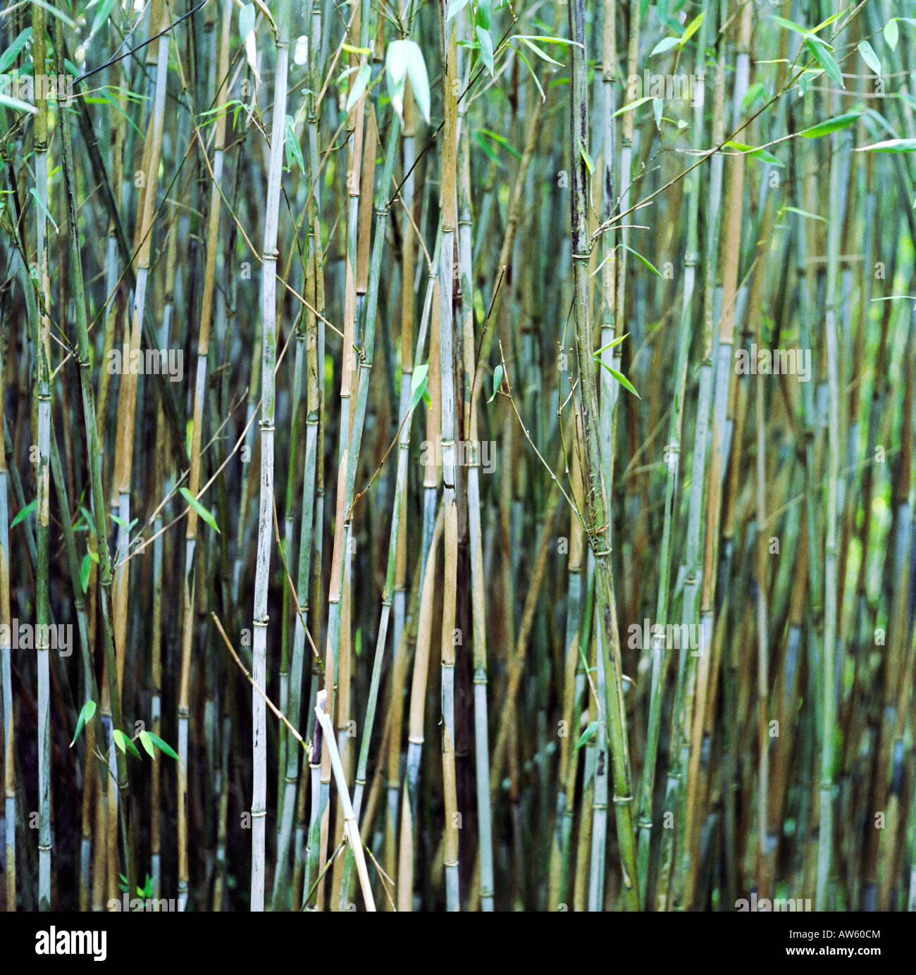 bamboo stems looking like strong cane Stock Photo - Alamy