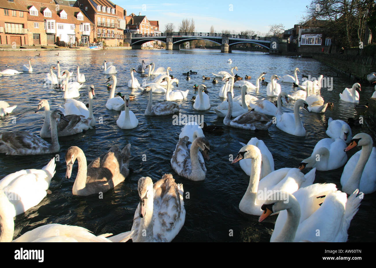 Feeding swans on the River Thames close to Windsor Bridge, Windsor ...