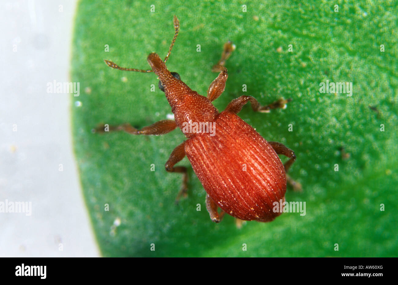 Apionidae hi-res stock photography and images - Alamy