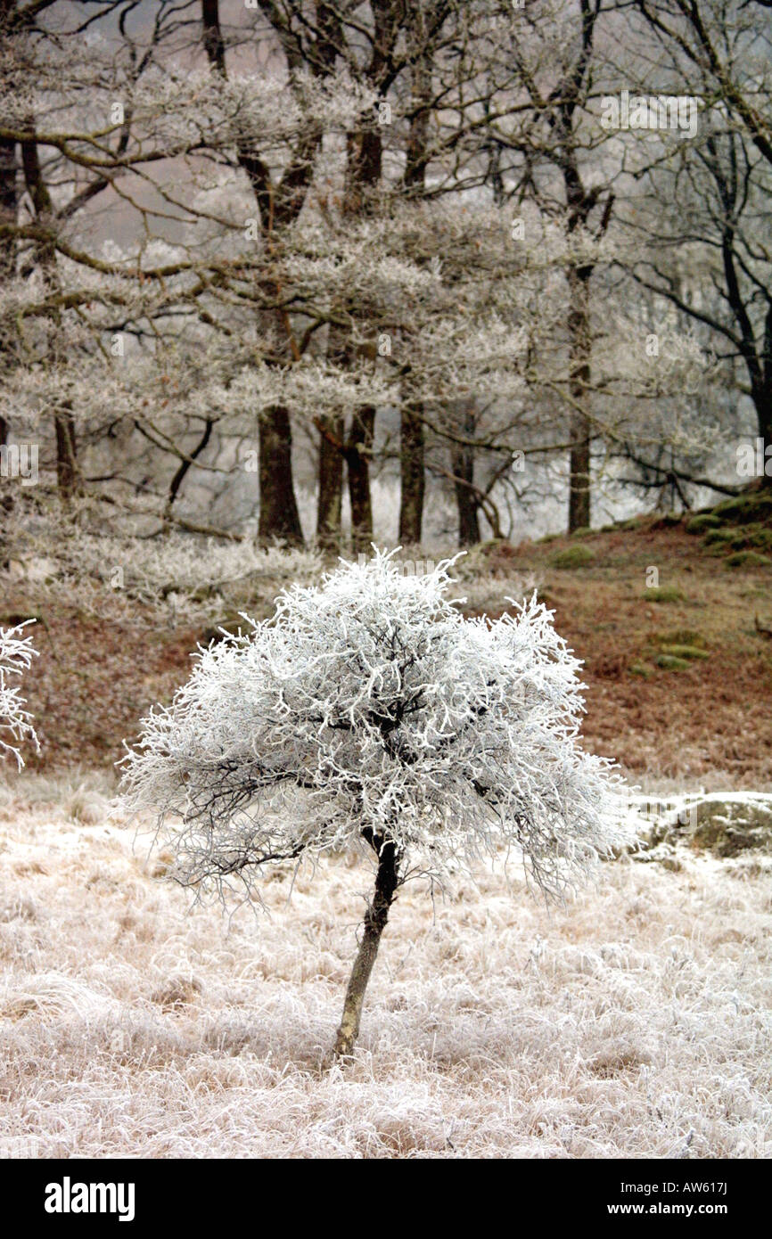 A single small tree covered in Hoare Frost in the Trossachs of Scotland ...