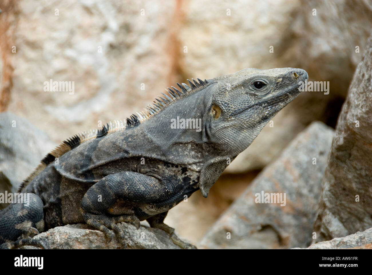 Large iguana Lizard Sunbathing on Warm Sandstone Rocks Uxmal Maya Ruins ...