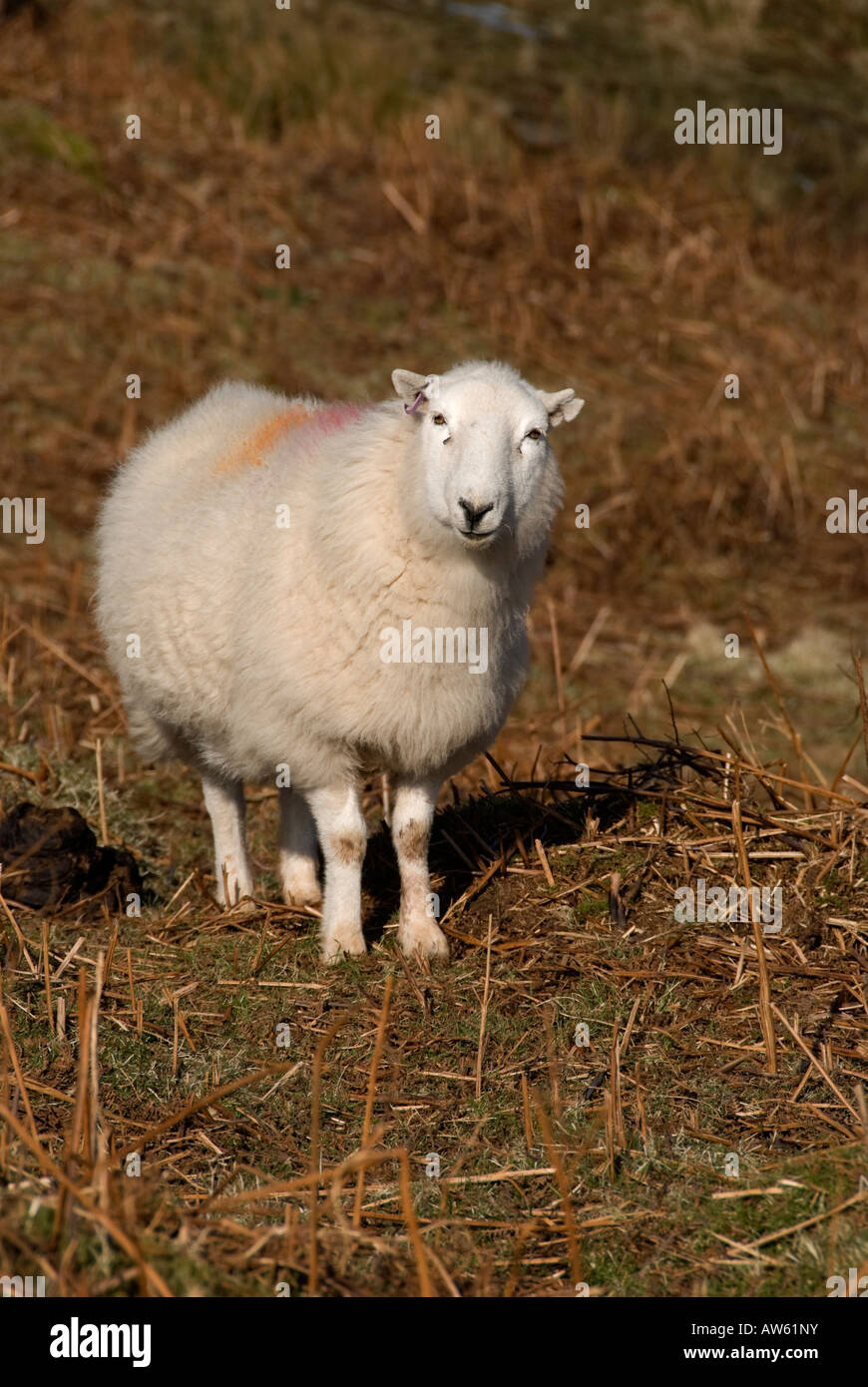 a sheep in the brecon beacons in wales Stock Photo - Alamy