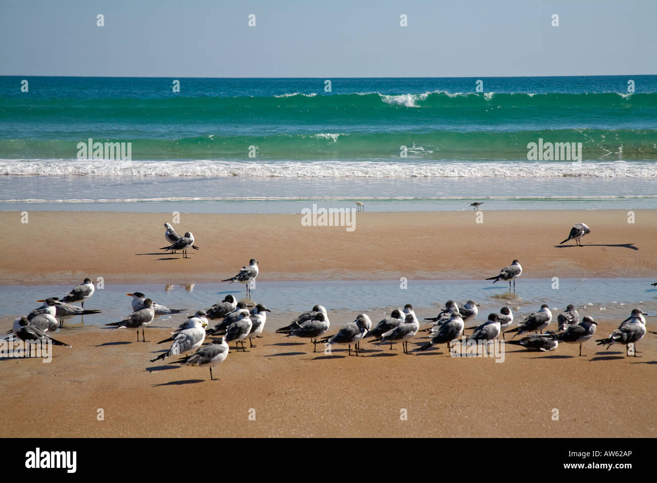 Seagulls at Daytona Beach In Florida USA Stock Photo - Alamy