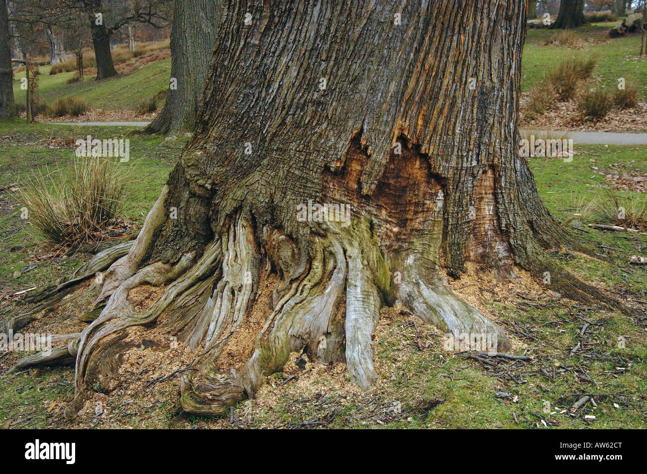 National trust knole hi-res stock photography and images - Alamy