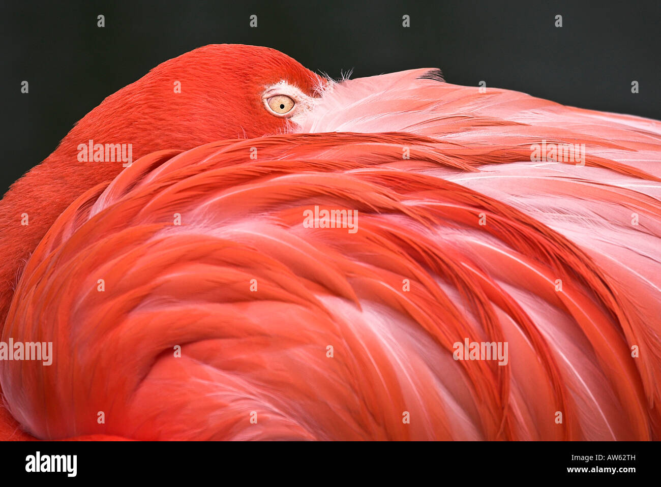 Back and head of a bird hi-res stock photography and images - Alamy