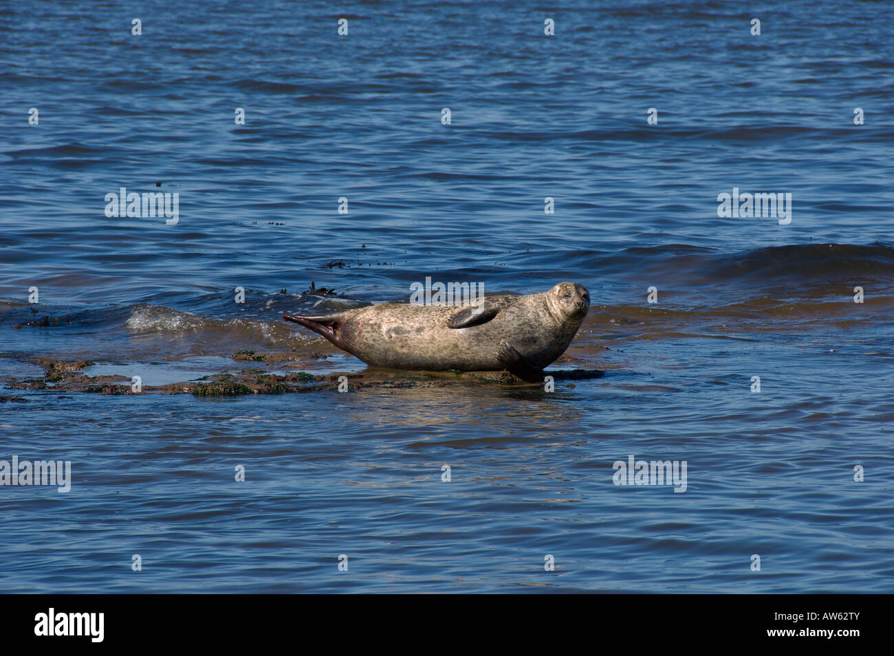 Wild seal on Moray coast Spey Bay near Findochty Highland Region ...