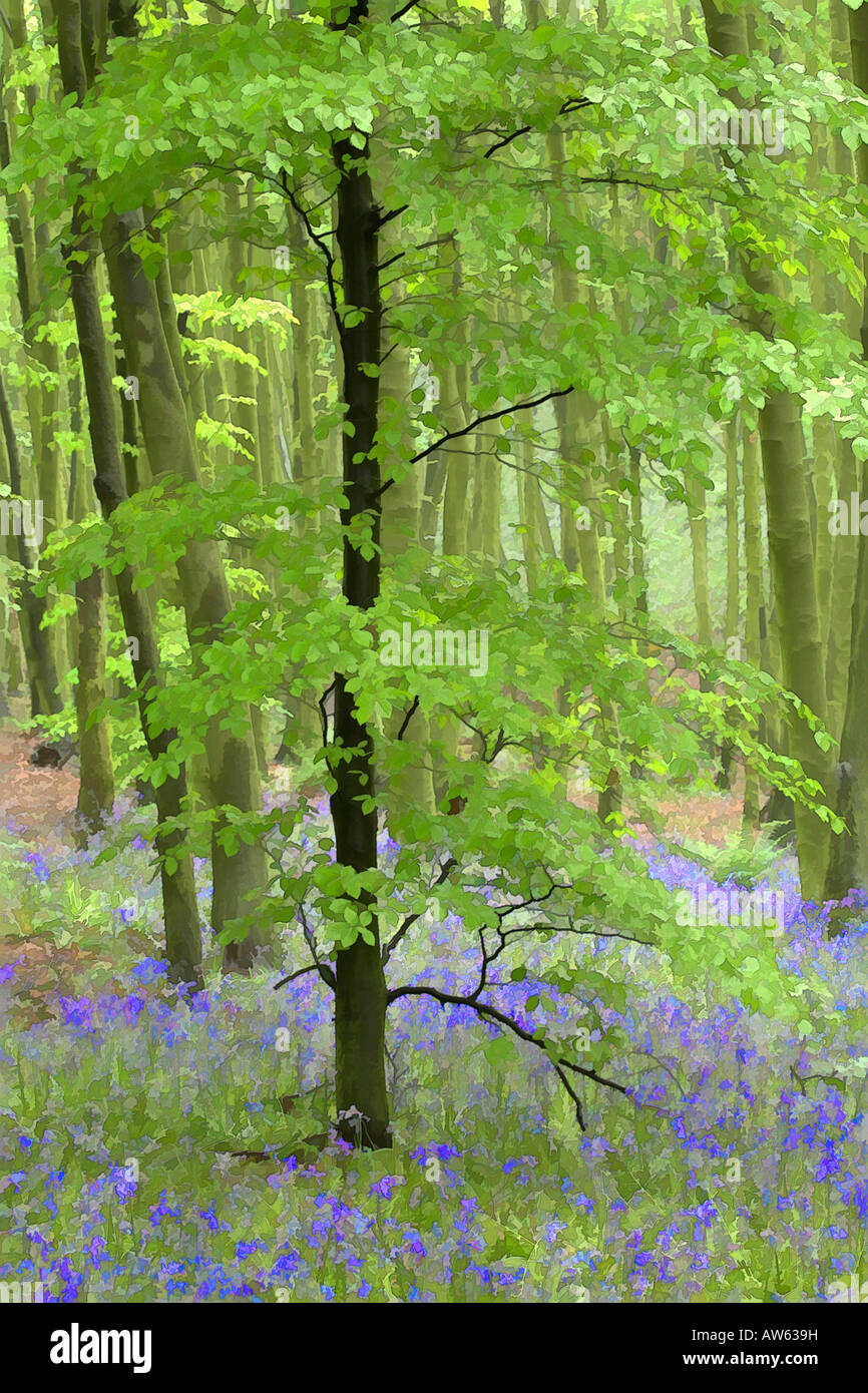 Bluebell wood impression Stock Photo - Alamy