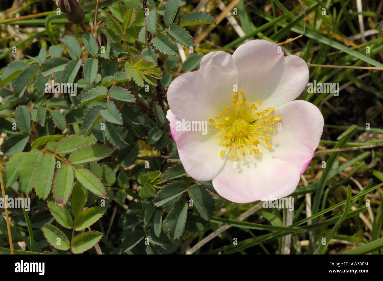 Burnet Rose, rosa spinosissima Stock Photo - Alamy
