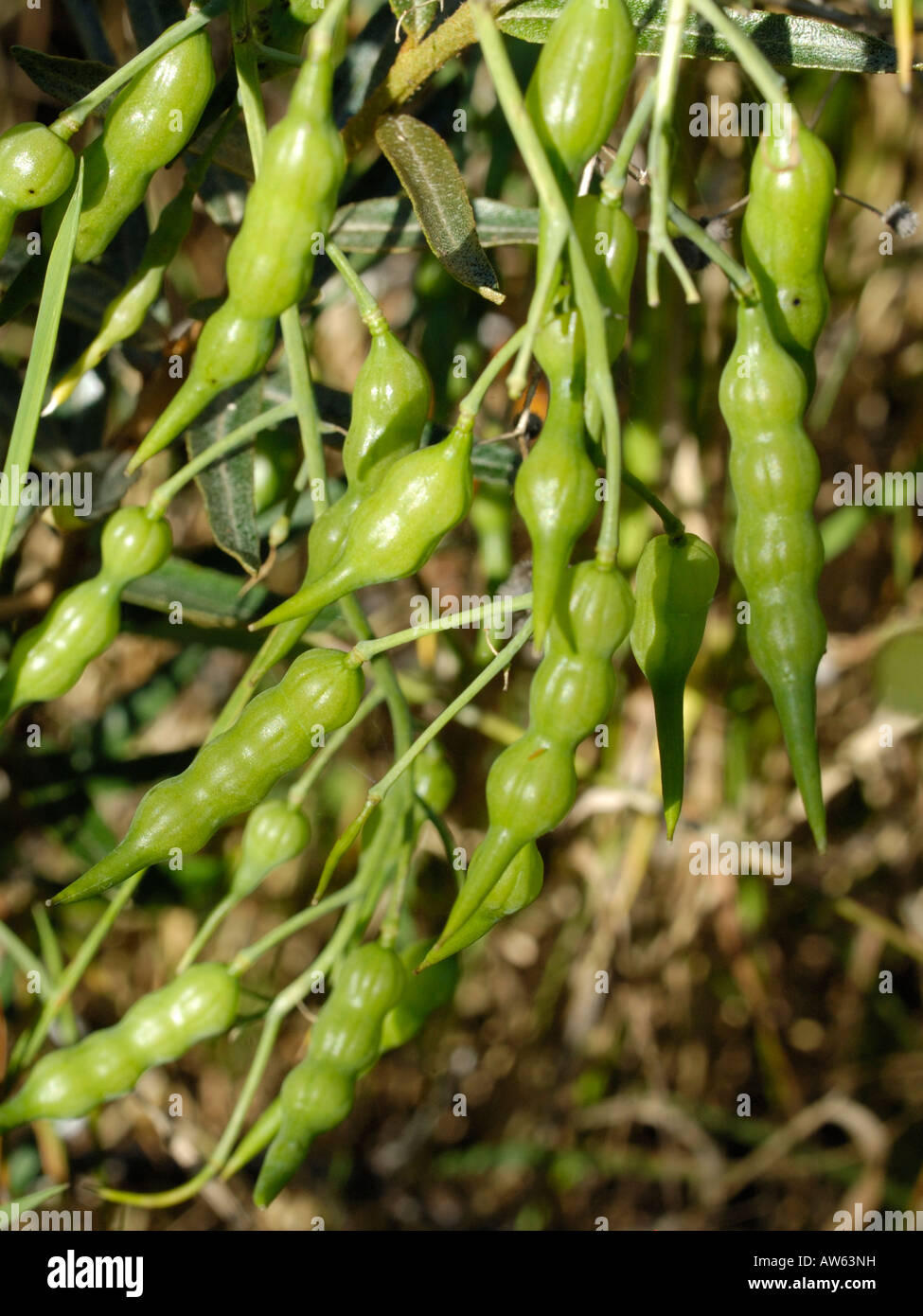 Sea Radish, raphanus raphanistrum subsp maritimus Stock Photo - Alamy