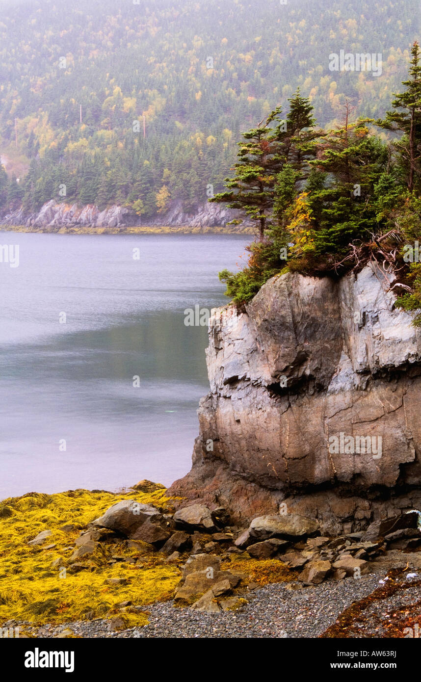 Trees on a cliff near Harbour Mille, Burin Peninsula, Newfoundland ...