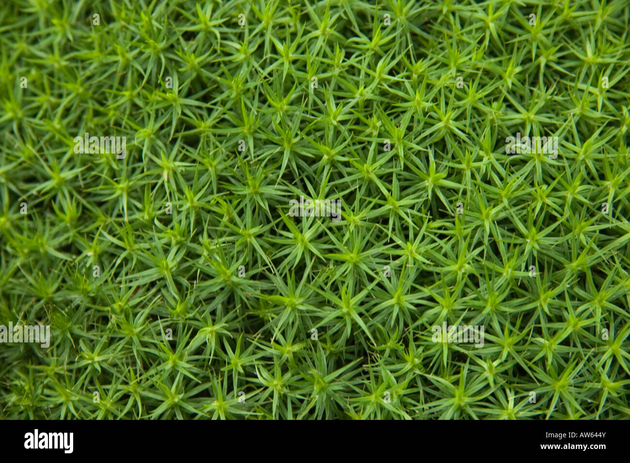 Pattern of moss Stock Photo - Alamy