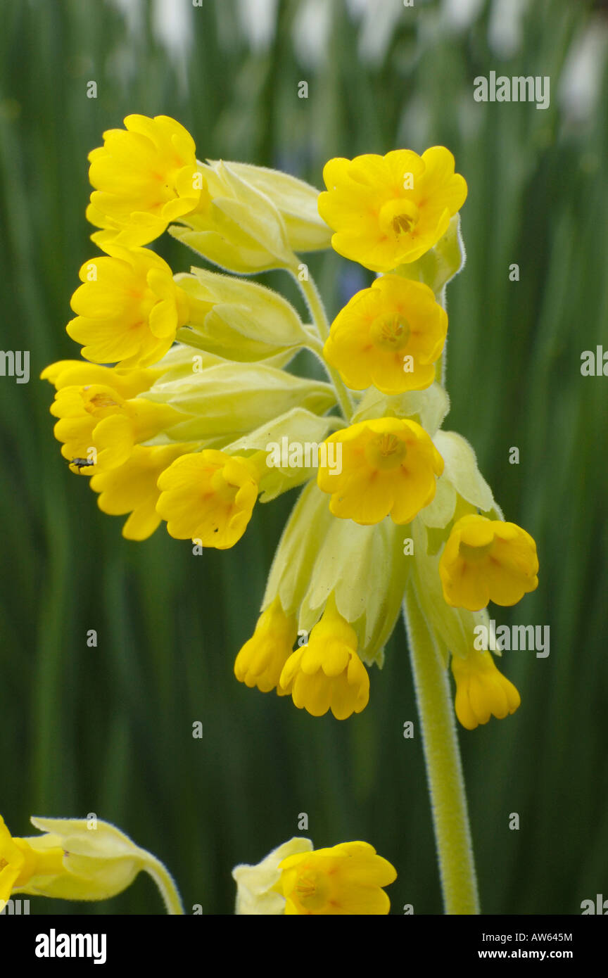 Cow slip cowslips hi-res stock photography and images - Alamy