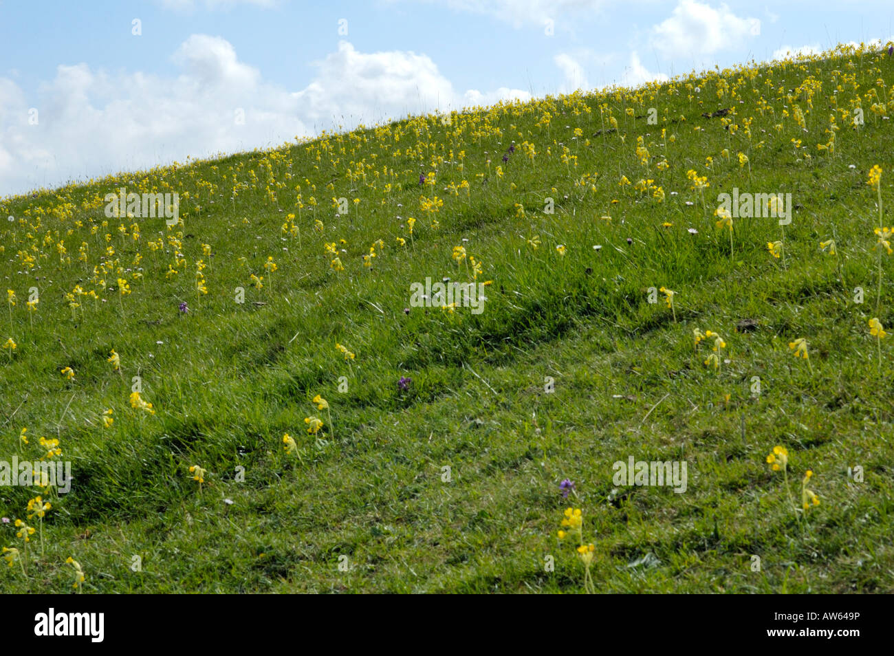 Cowslips, primula veris Stock Photo - Alamy