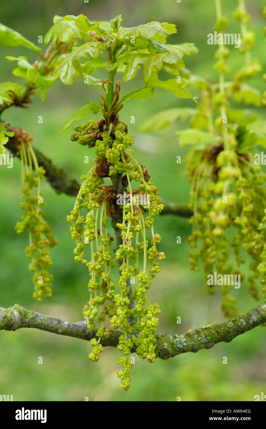 Pedunculate Oak, quercus robur Stock Photo - Alamy