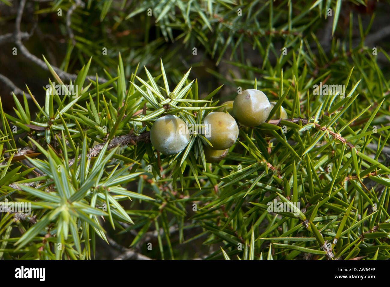 cedar Juniper, Juniperus oxycedrus j Stock Photo - Alamy