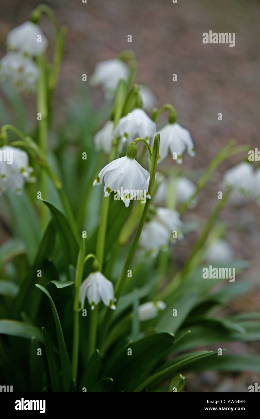 Clump of Snowdrops Stock Photo - Alamy