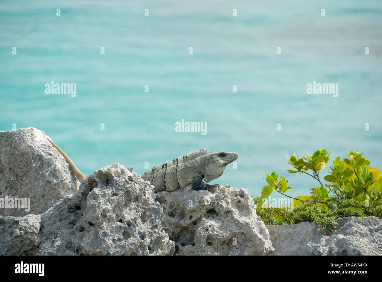 Iguana Lizard on Grey Rocks of Cliff Top Cut Out Against Clear Water of ...